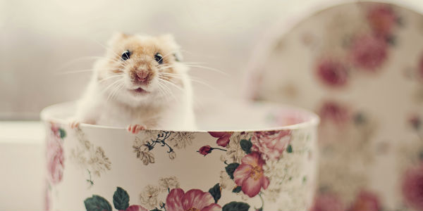 Chomiczek syryjski - Inspiracje Allegro