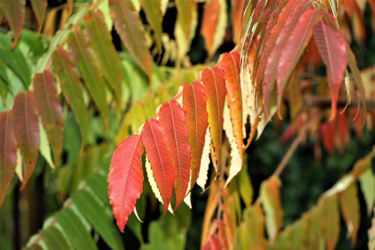 Sumak octowiec – bogactwo kolorów czy zmora sąsiada? - Allegro.pl