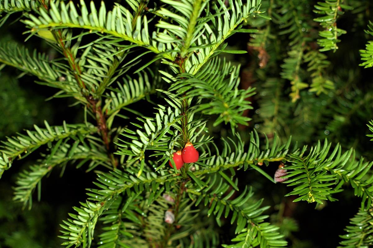 Krásne, aj keď jedovaté rastliny v záhrade