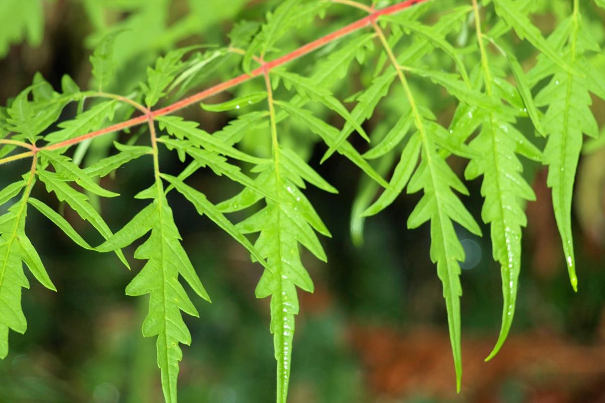 Sumak octowiec – bogactwo kolorów czy zmora sąsiada? - Allegro.pl